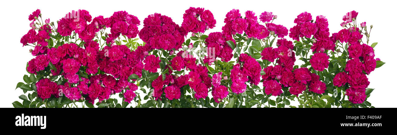 Pink roses big isolated line Stock Photo - Alamy