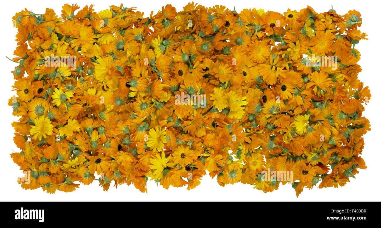 Flowers of a medical calendula background Stock Photo - Alamy