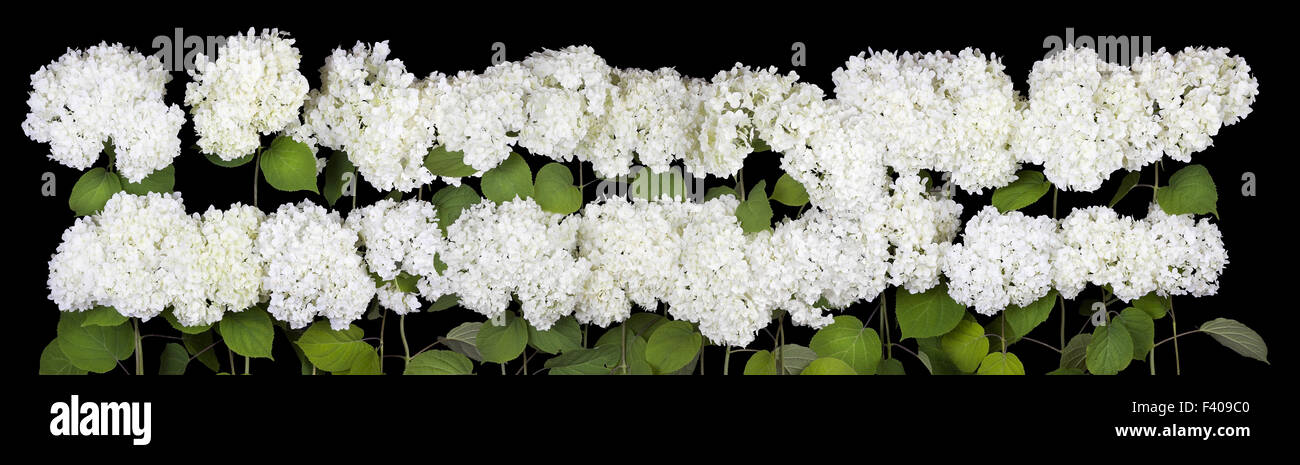 Mourning border hi-res stock photography and images - Alamy
