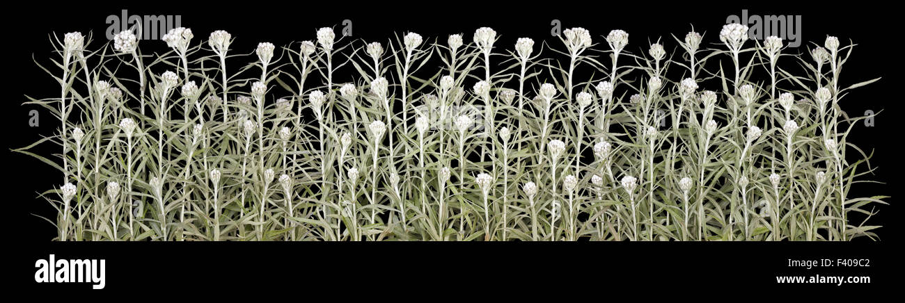 Halloween white plants line isolated Stock Photo - Alamy