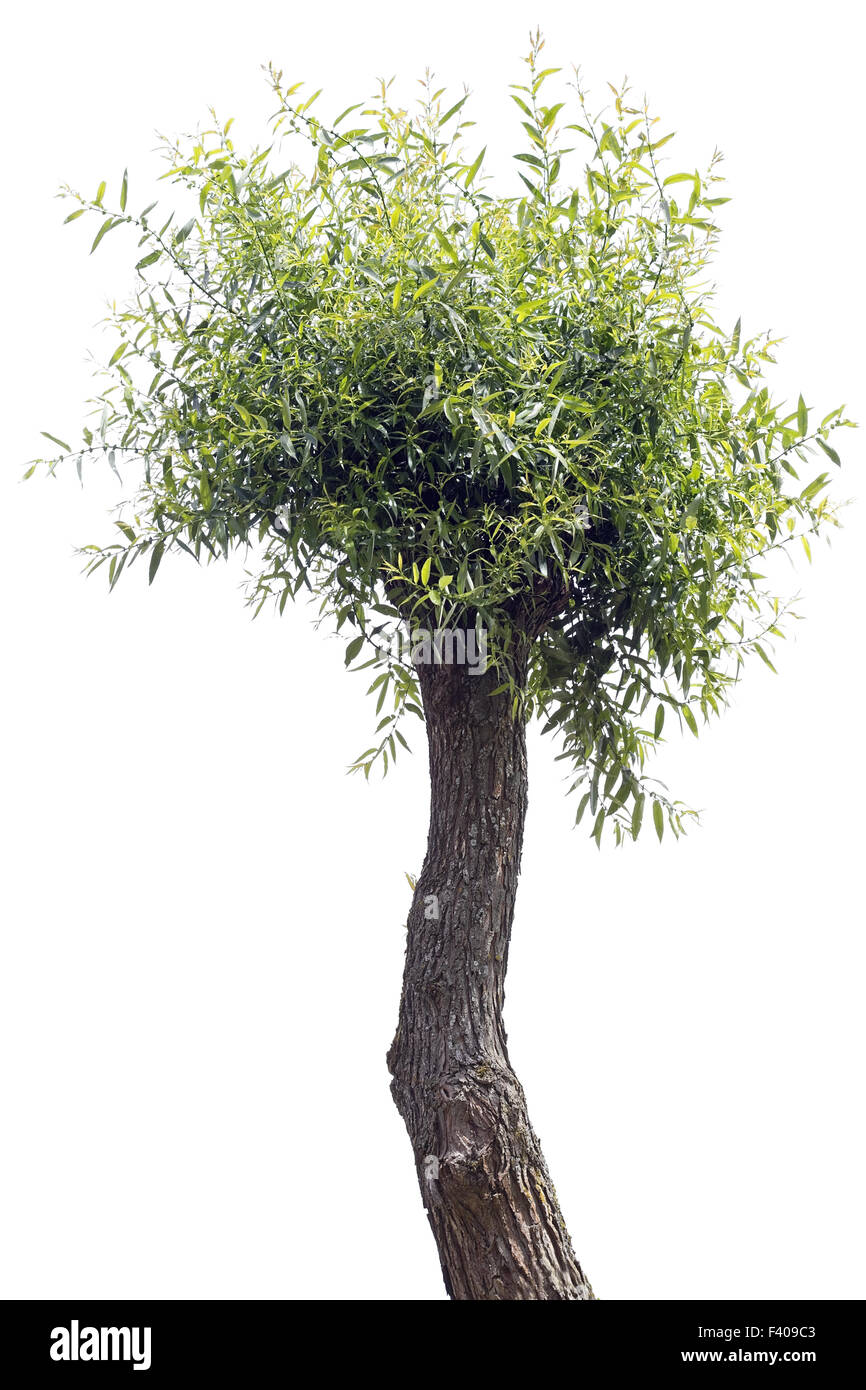 Broken trunk old tree Cut Out Stock Images & Pictures - Alamy