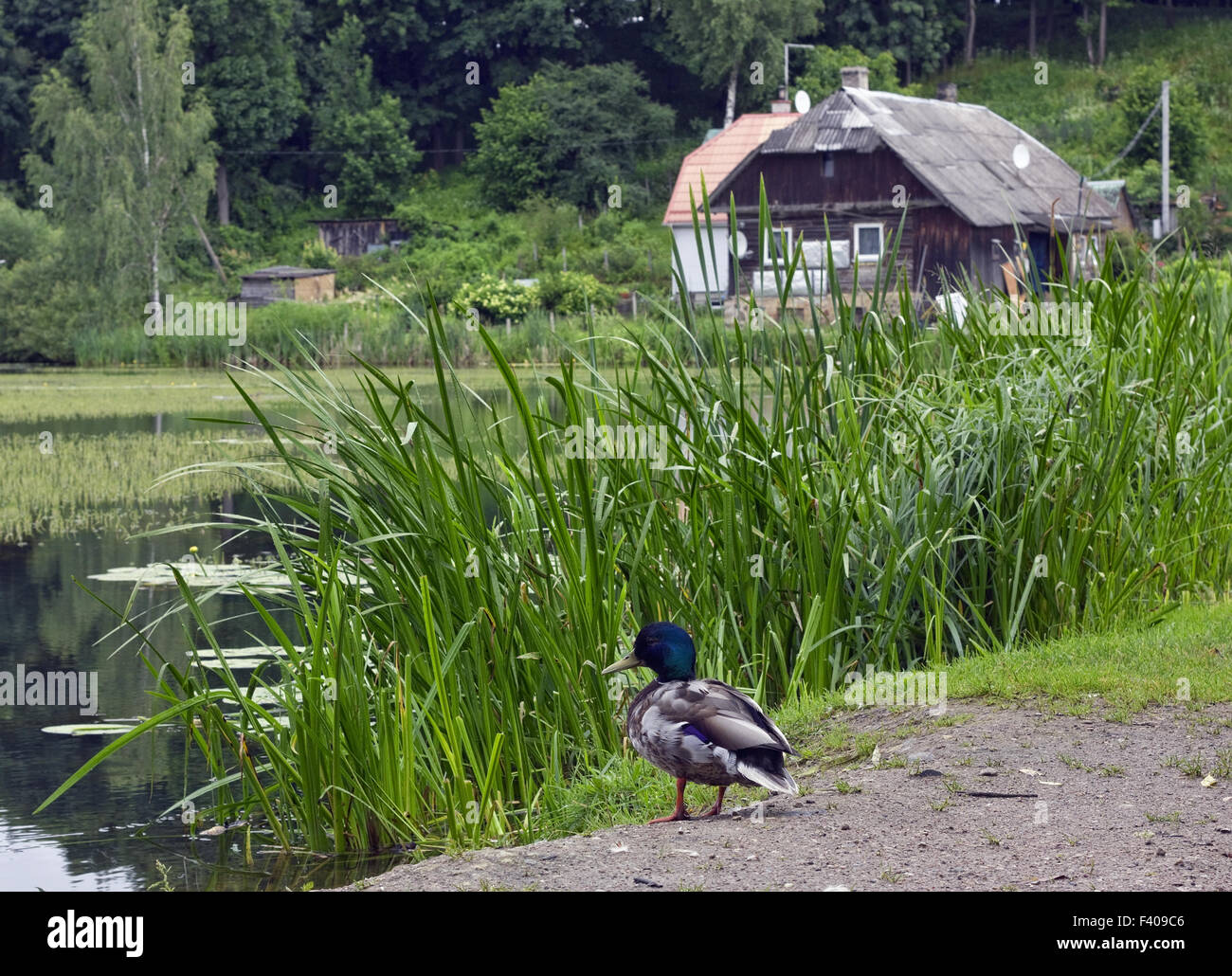 Duck bend hi-res stock photography and images - Alamy