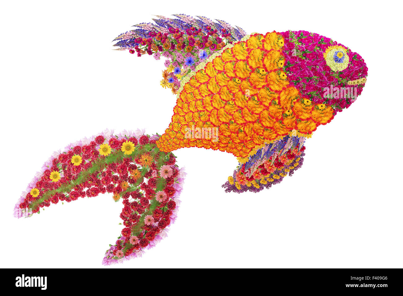 Golden rose of china hi-res stock photography and images - Alamy