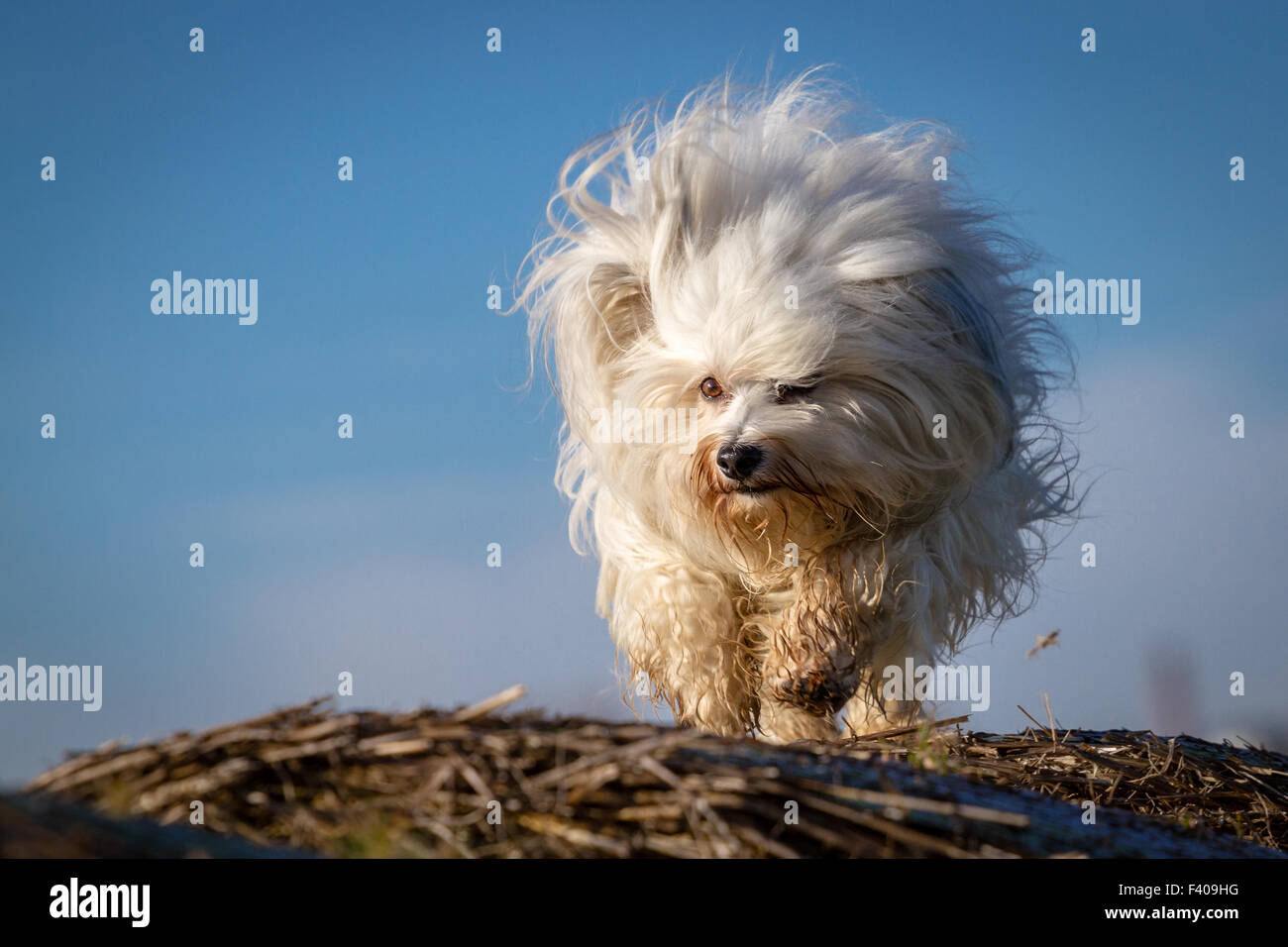 Fell for the ball hi-res stock photography and images - Alamy