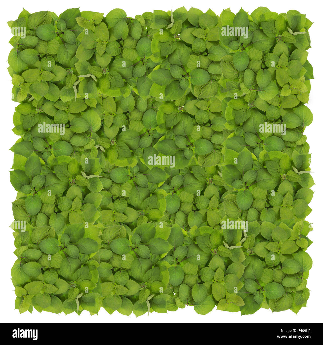 Green square border hi-res stock photography and images - Alamy
