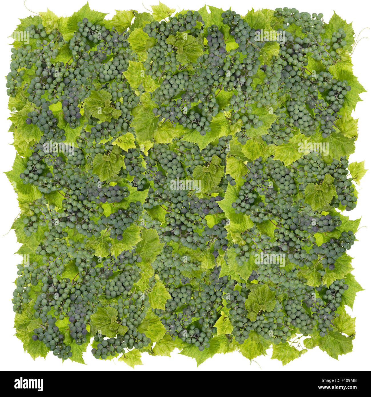 Big grapes hi-res stock photography and images - Alamy