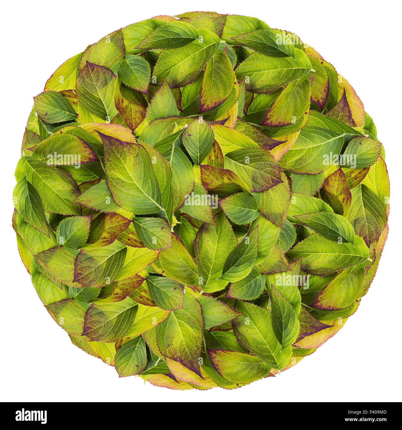 Golden circle leaf hi-res stock photography and images - Alamy