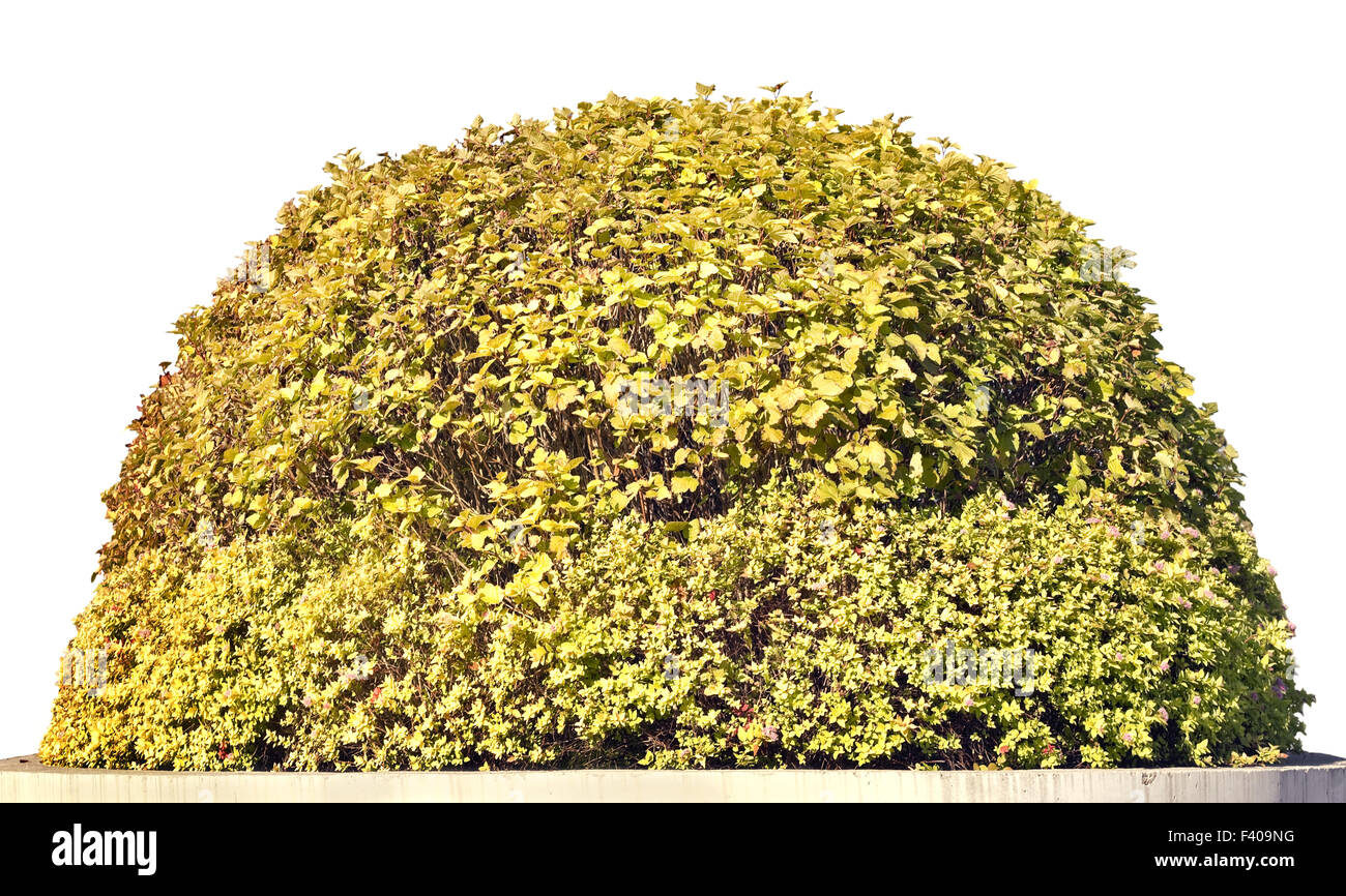 Golden spherical isolated bush Stock Photo - Alamy