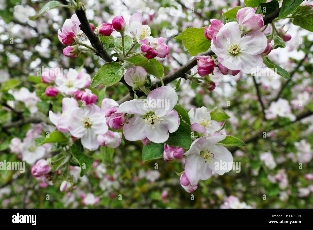 Spring in apples garden Stock Photo - Alamy