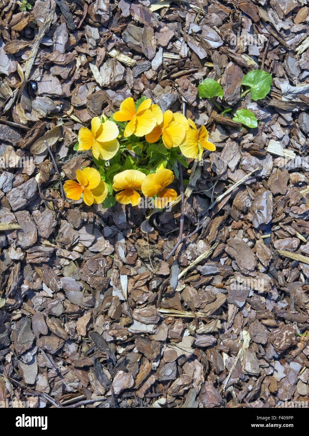 Spring in the pine wood Stock Photo - Alamy