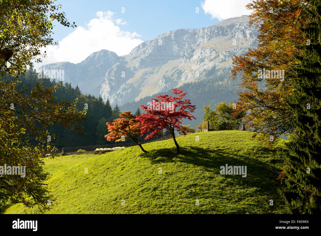 two trees with beautiful fall colors Stock Photo - Alamy