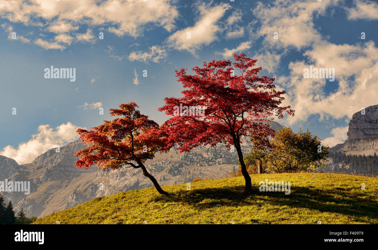 two trees with beautiful fall colors Stock Photo - Alamy