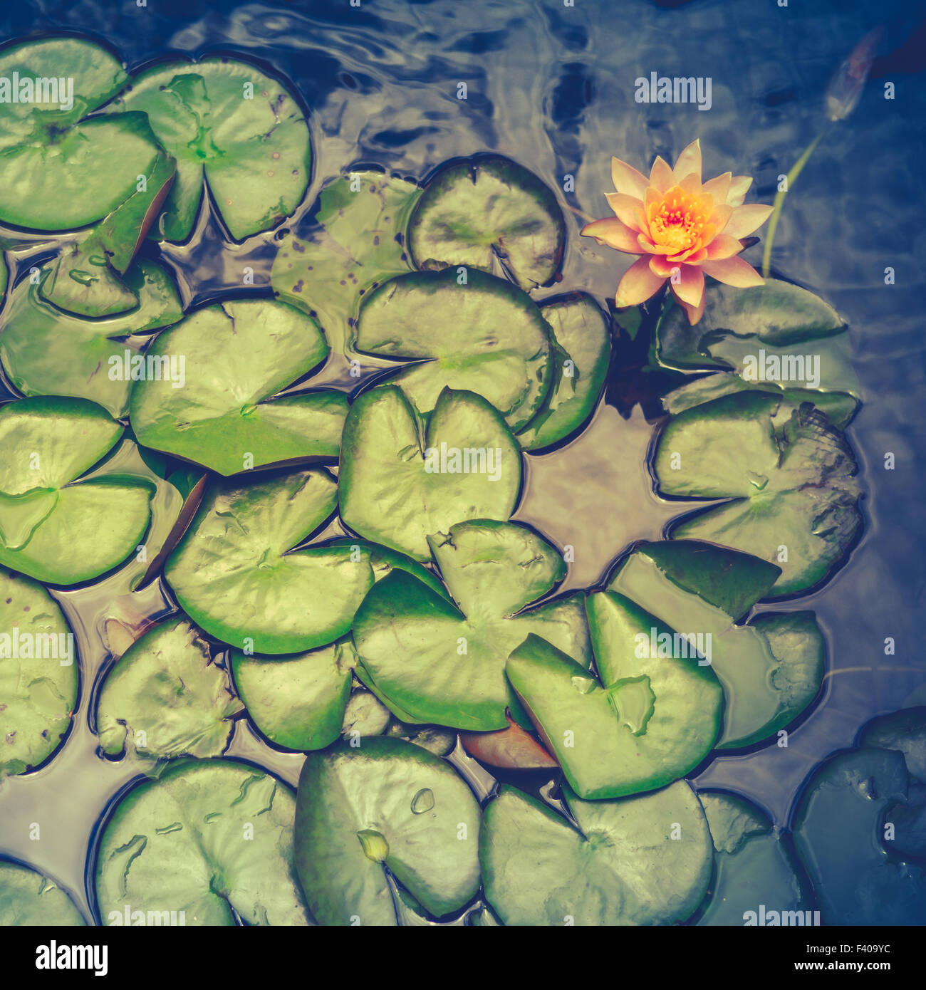 Lily water pads hi-res stock photography and images - Alamy