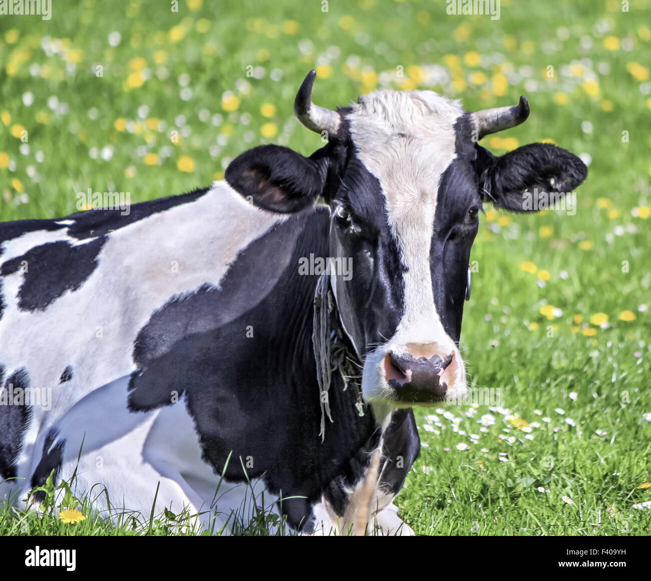 Holstein Dairy Cow Head