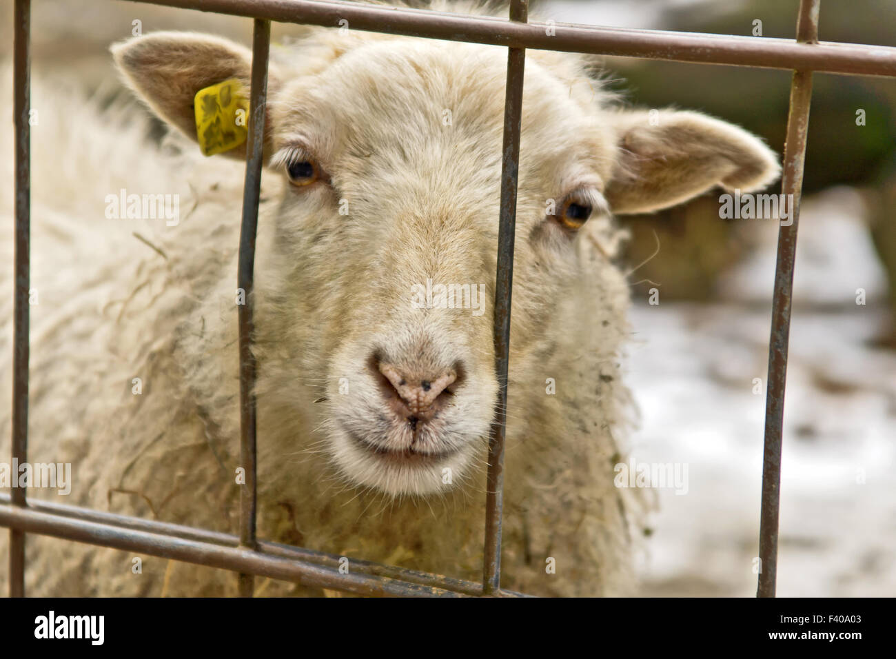 Cattle grid sheep hi-res stock photography and images - Alamy