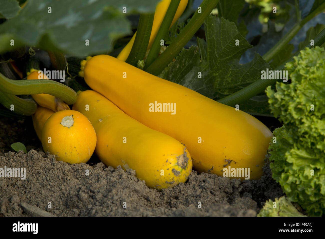 Growing courgettes hi-res stock photography and images - Alamy