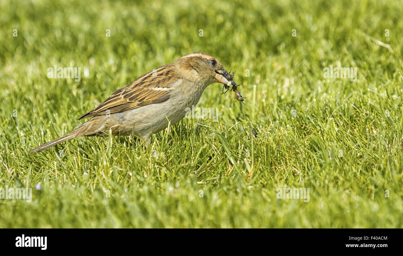Sparrow eating an insect Stock Photo - Alamy