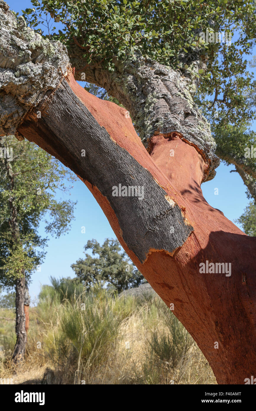 Cork tree hi-res stock photography and images - Alamy