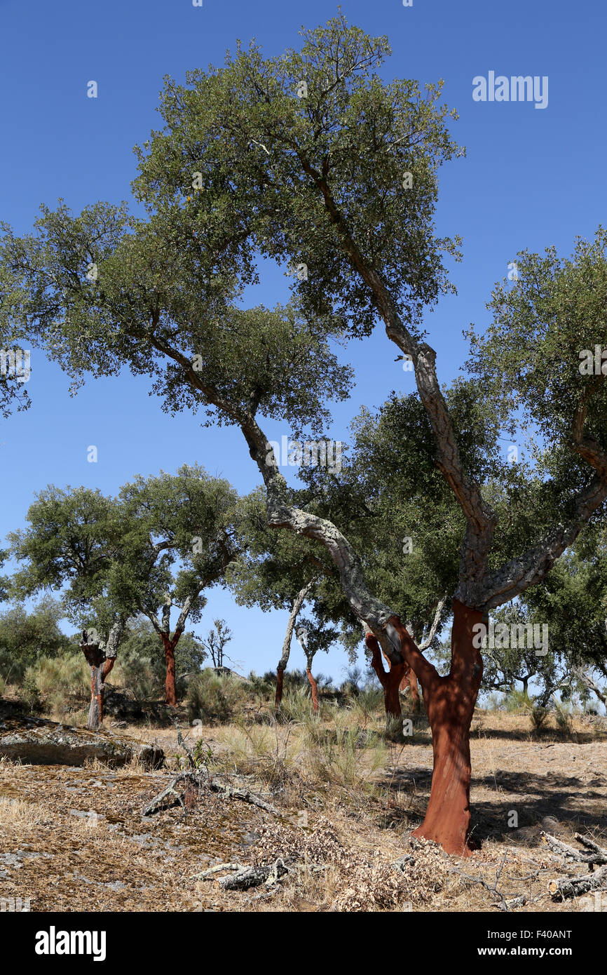 Cork tree hi-res stock photography and images - Alamy
