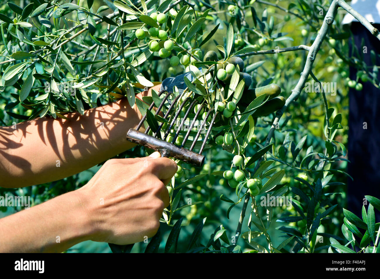 Man harvesting olives hi-res stock photography and images - Alamy