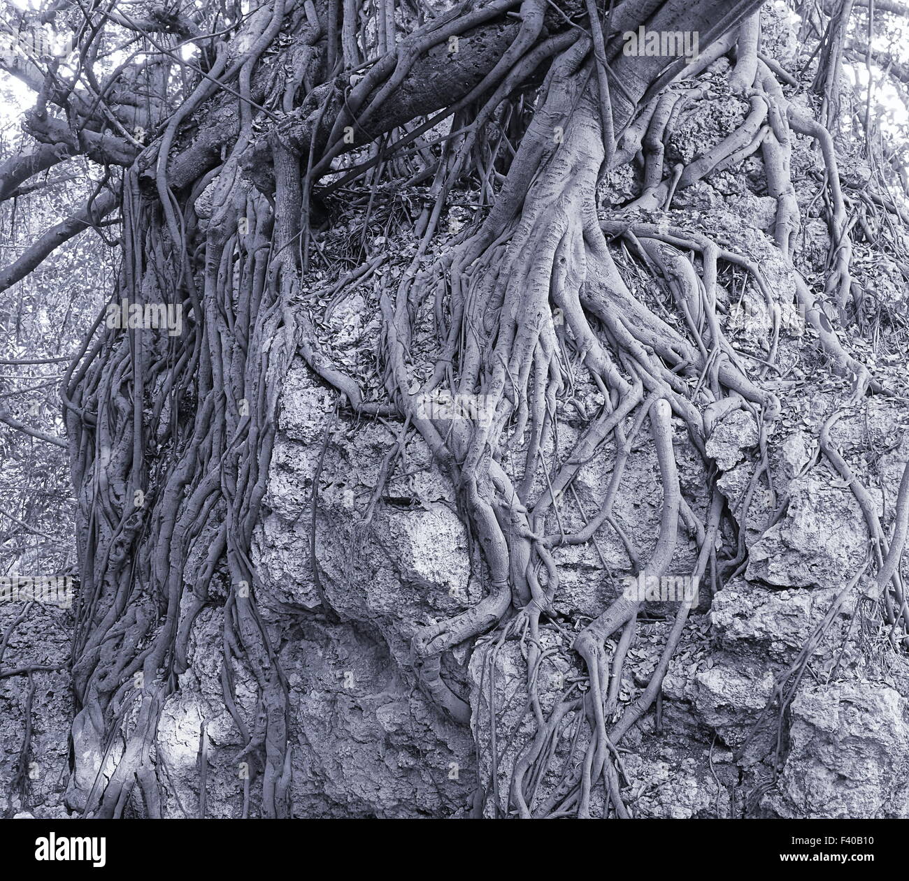 Rock and roots hi-res stock photography and images - Alamy