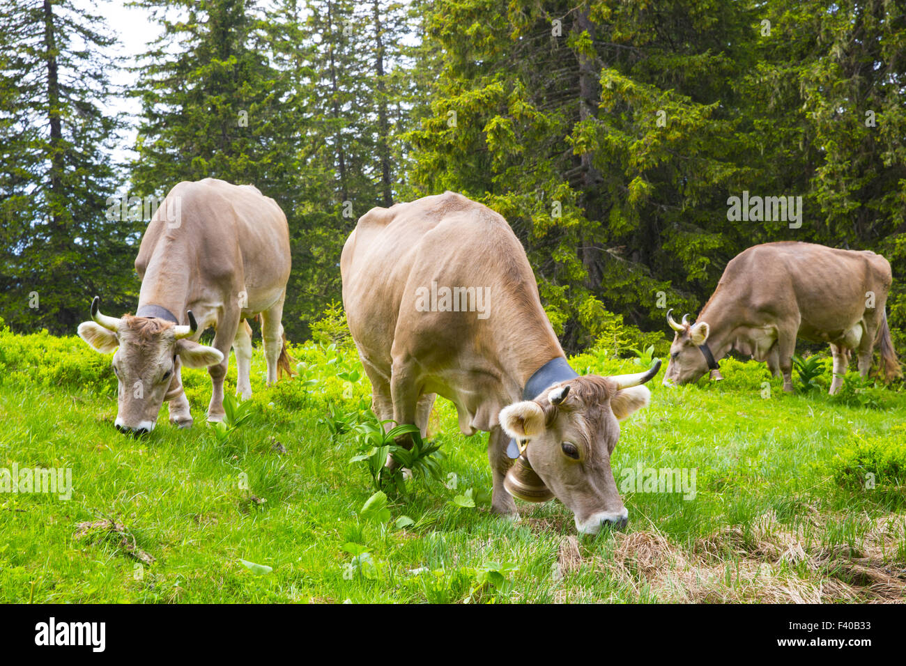 Swiss Brown milk Stock Photo - Alamy