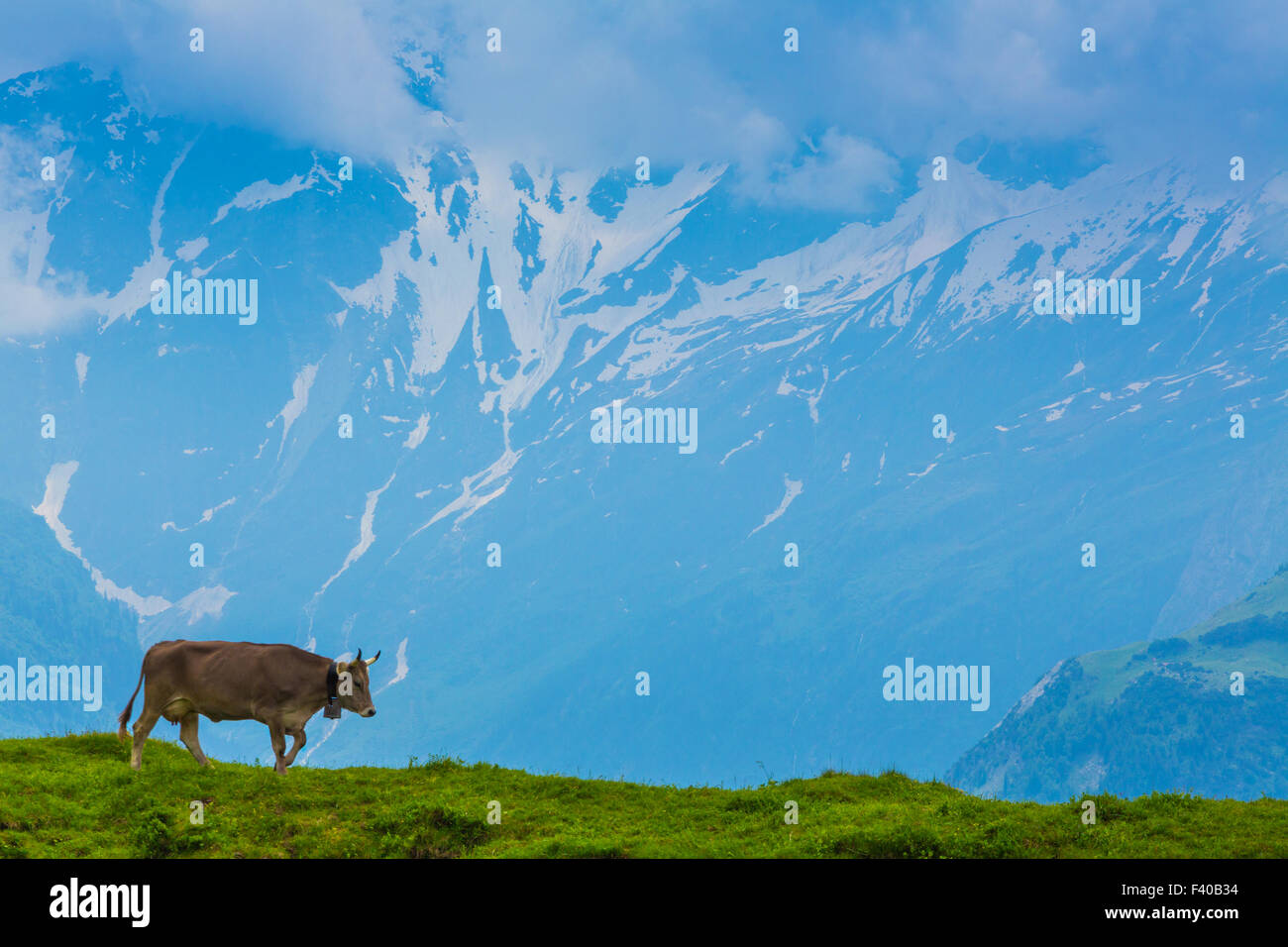 Brown swiss herd hi-res stock photography and images - Alamy