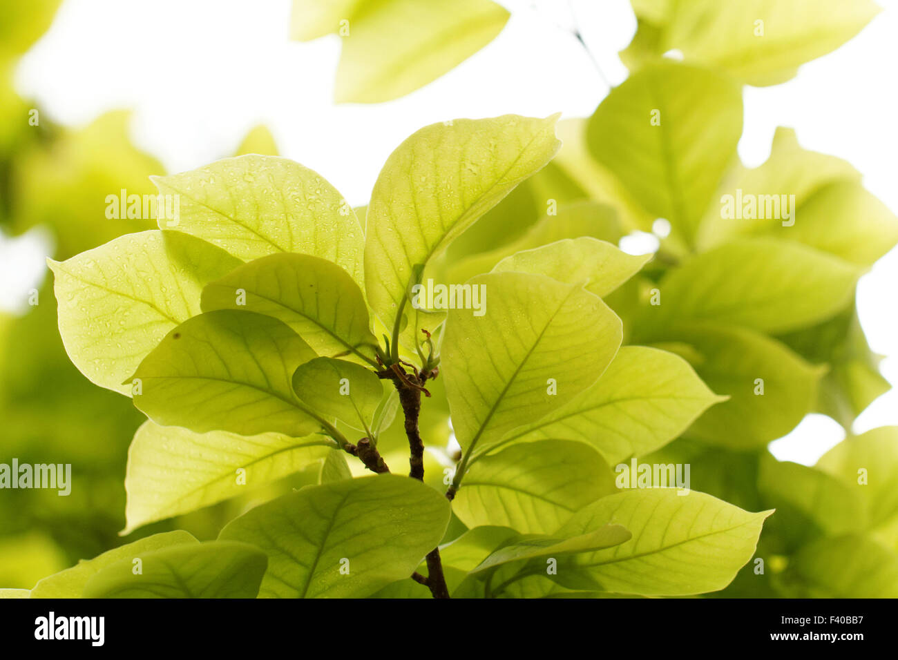 Close up view of green leaf hi-res stock photography and images - Alamy