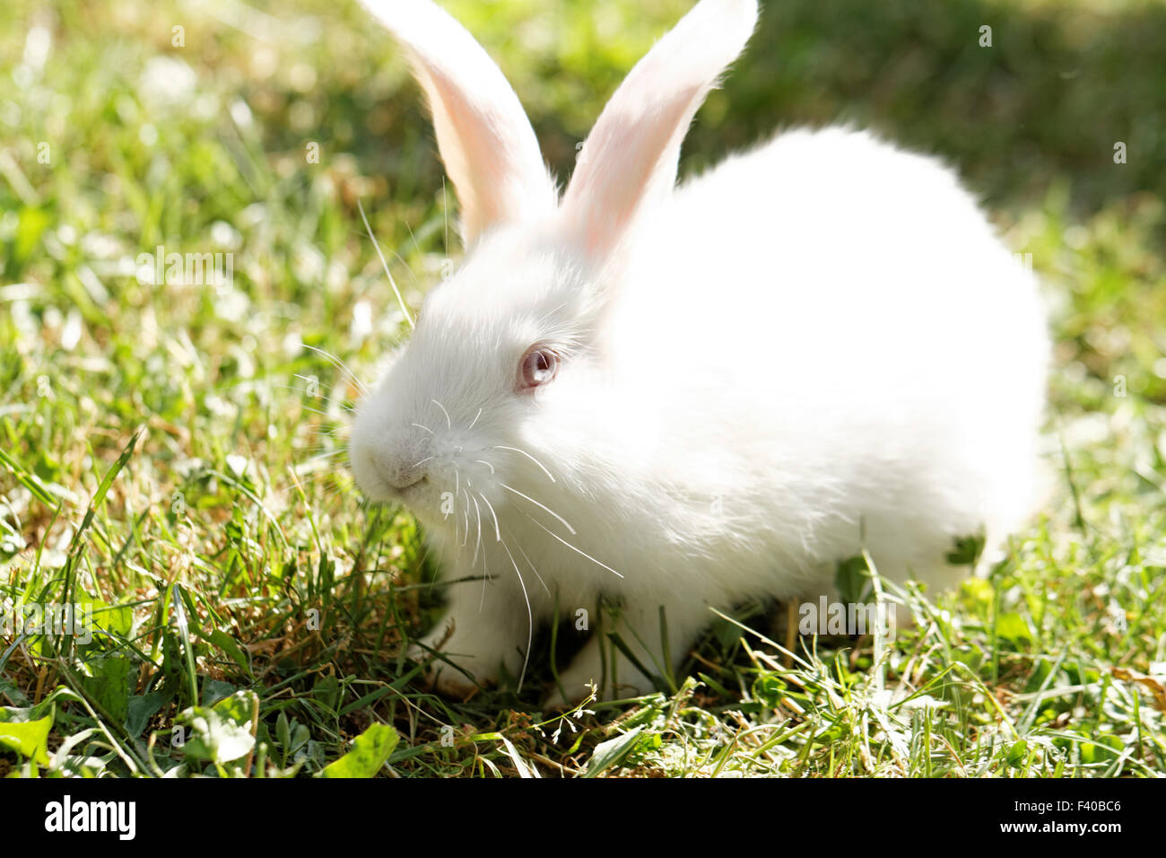 Bunny with grass hi-res stock photography and images - Alamy