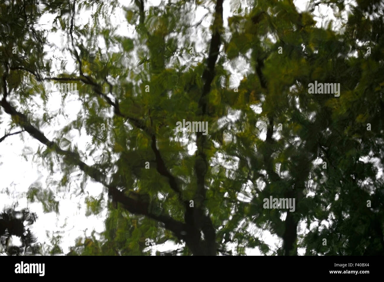 Reflection of tree canopy hi-res stock photography and images - Alamy