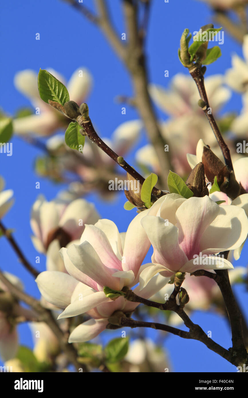 magnolia tree blossom Stock Photo - Alamy