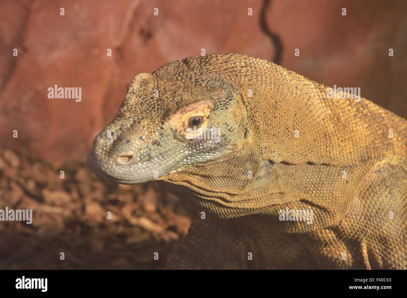 Large lizard head Stock Photo - Alamy