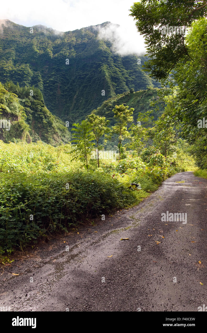Tropical nature. Tahiti. Polynesia Stock Photo - Alamy