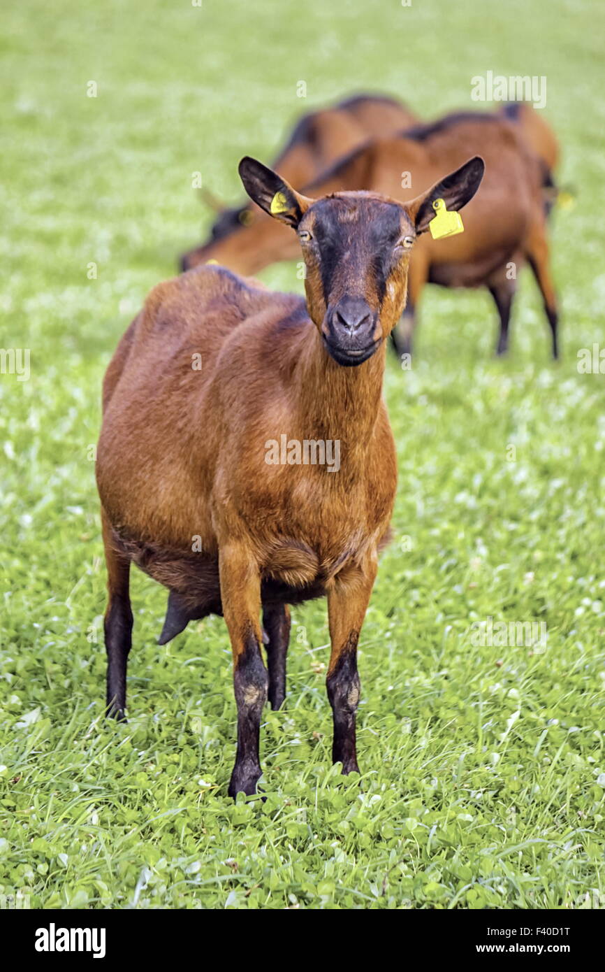 Goat farm hi-res stock photography and images - Alamy