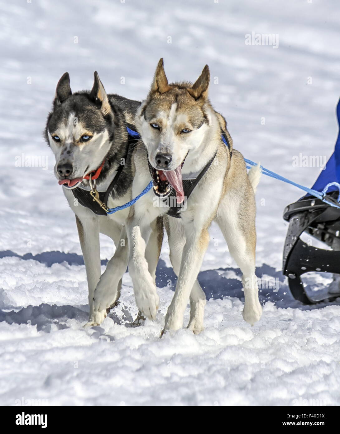 Racing sled hi-res stock photography and images - Alamy