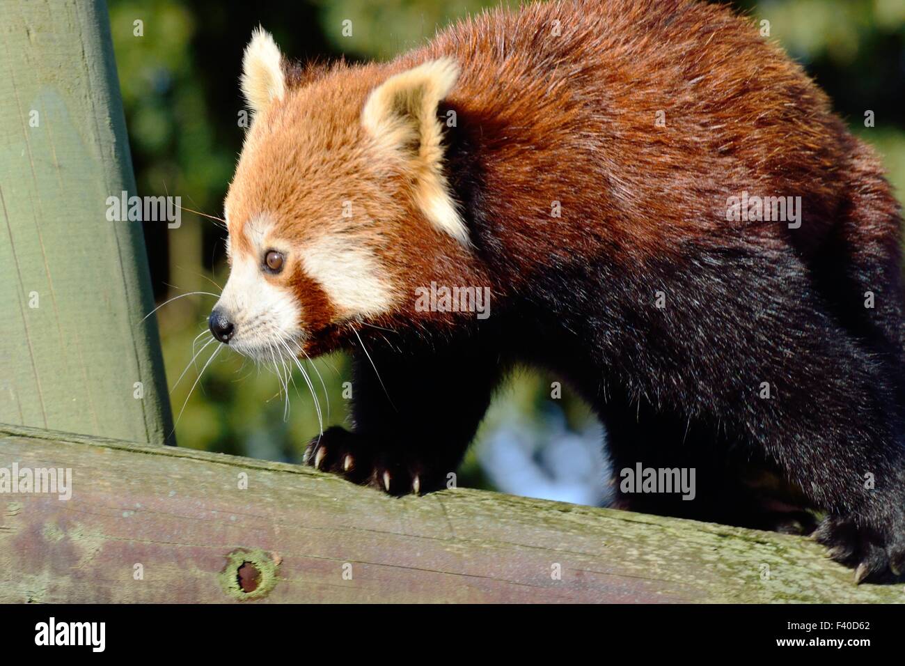 Panda walking hi-res stock photography and images - Alamy