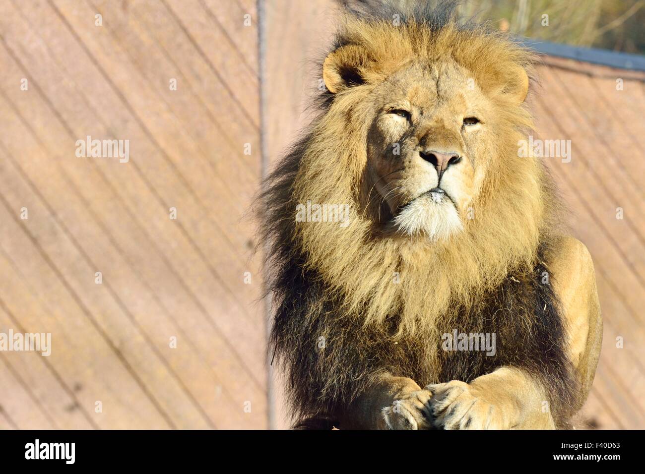 Proud lion hi-res stock photography and images - Alamy