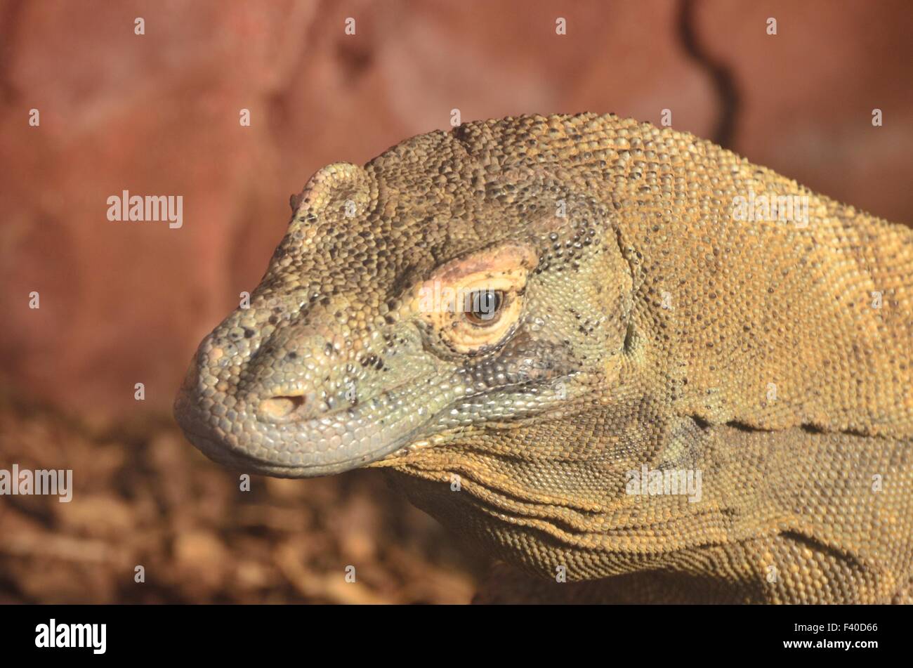 Head of large lizard Stock Photo - Alamy