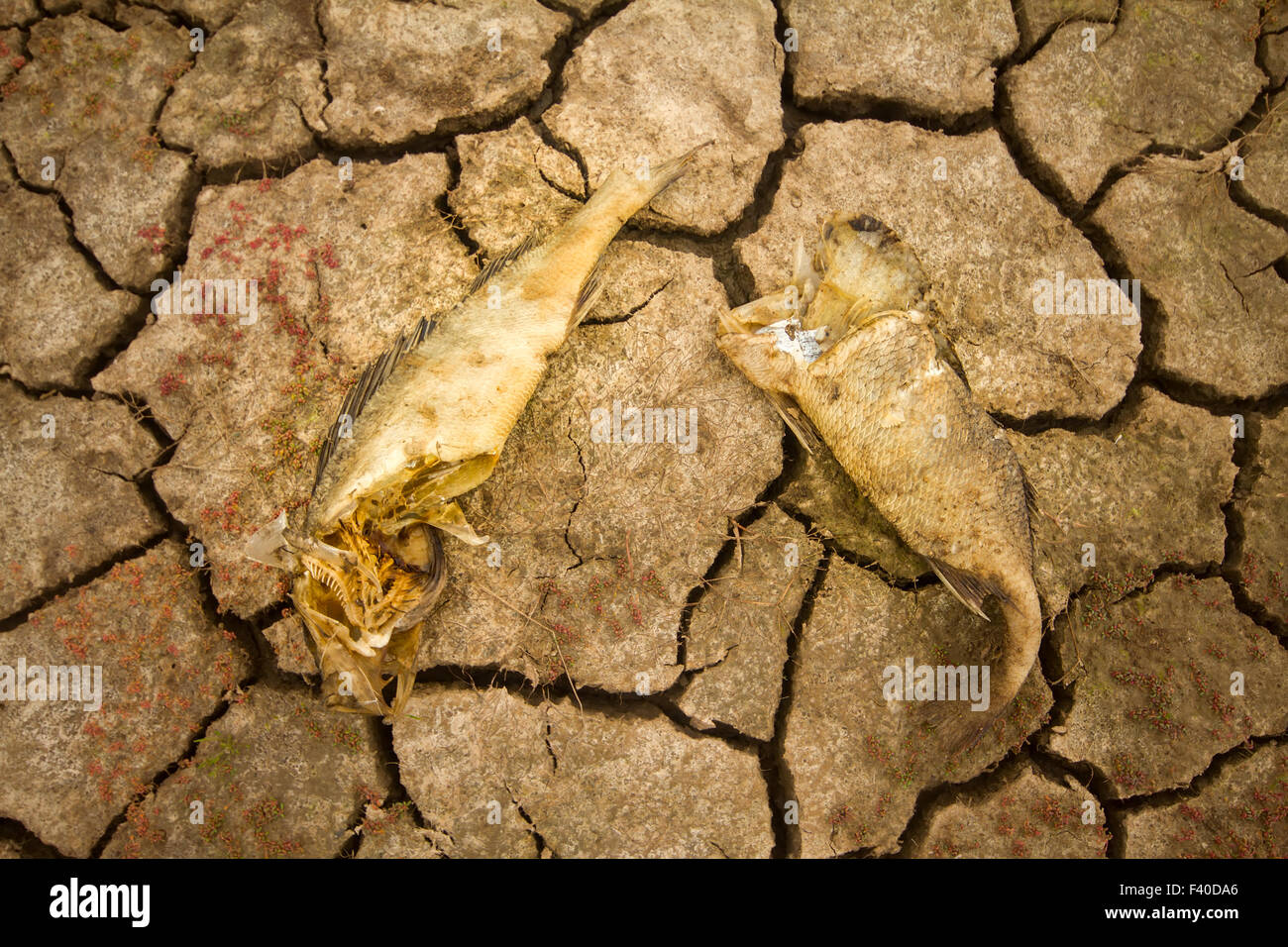 sea drought change of climate heat water Stock Photo - Alamy