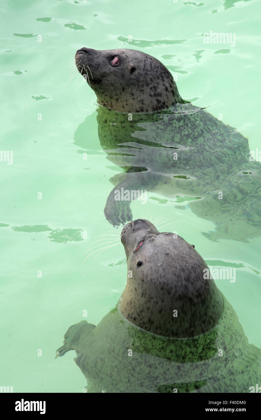 Texel seal hi-res stock photography and images - Alamy
