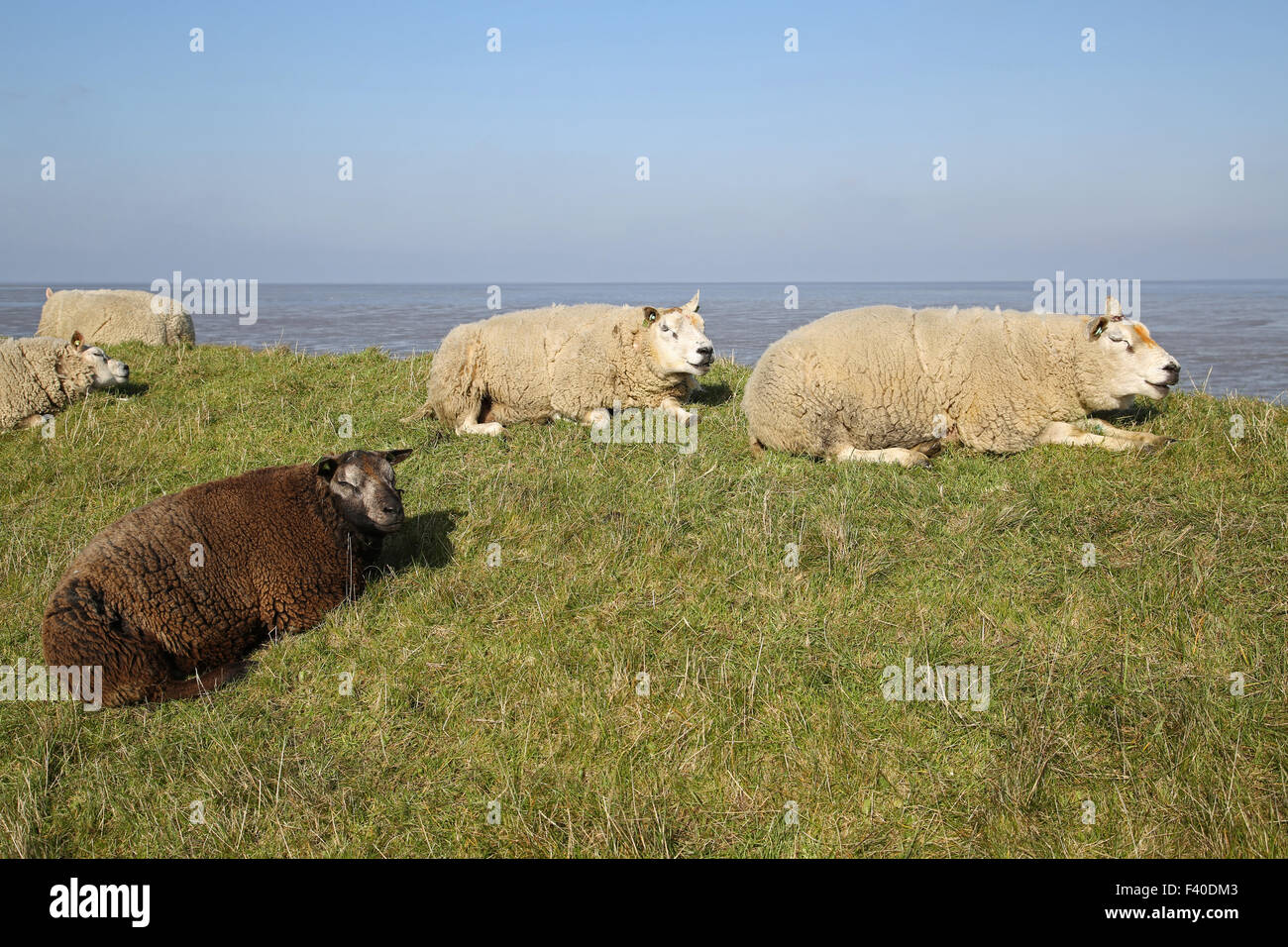 Blue texel lamb hi-res stock photography and images - Alamy
