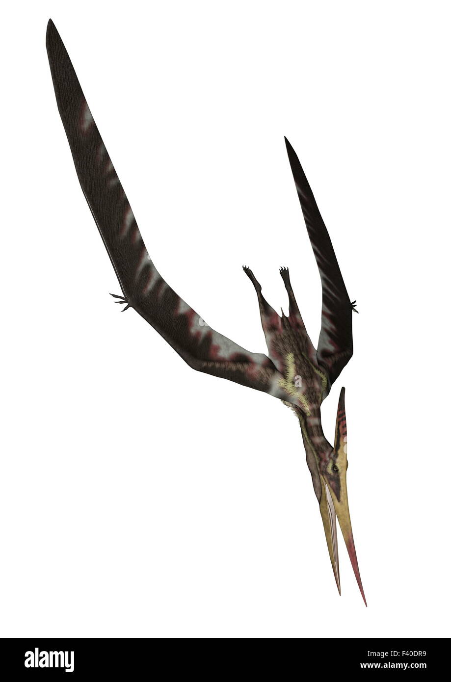 Pteranodon flying dinosaur pterodactyl prehistoric Cut Out Stock Images ...