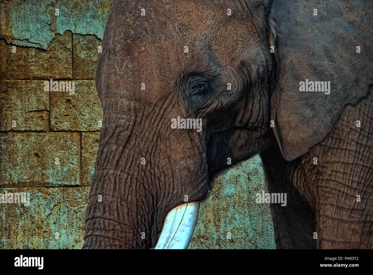 African elephant ear skin detail hi-res stock photography and images ...