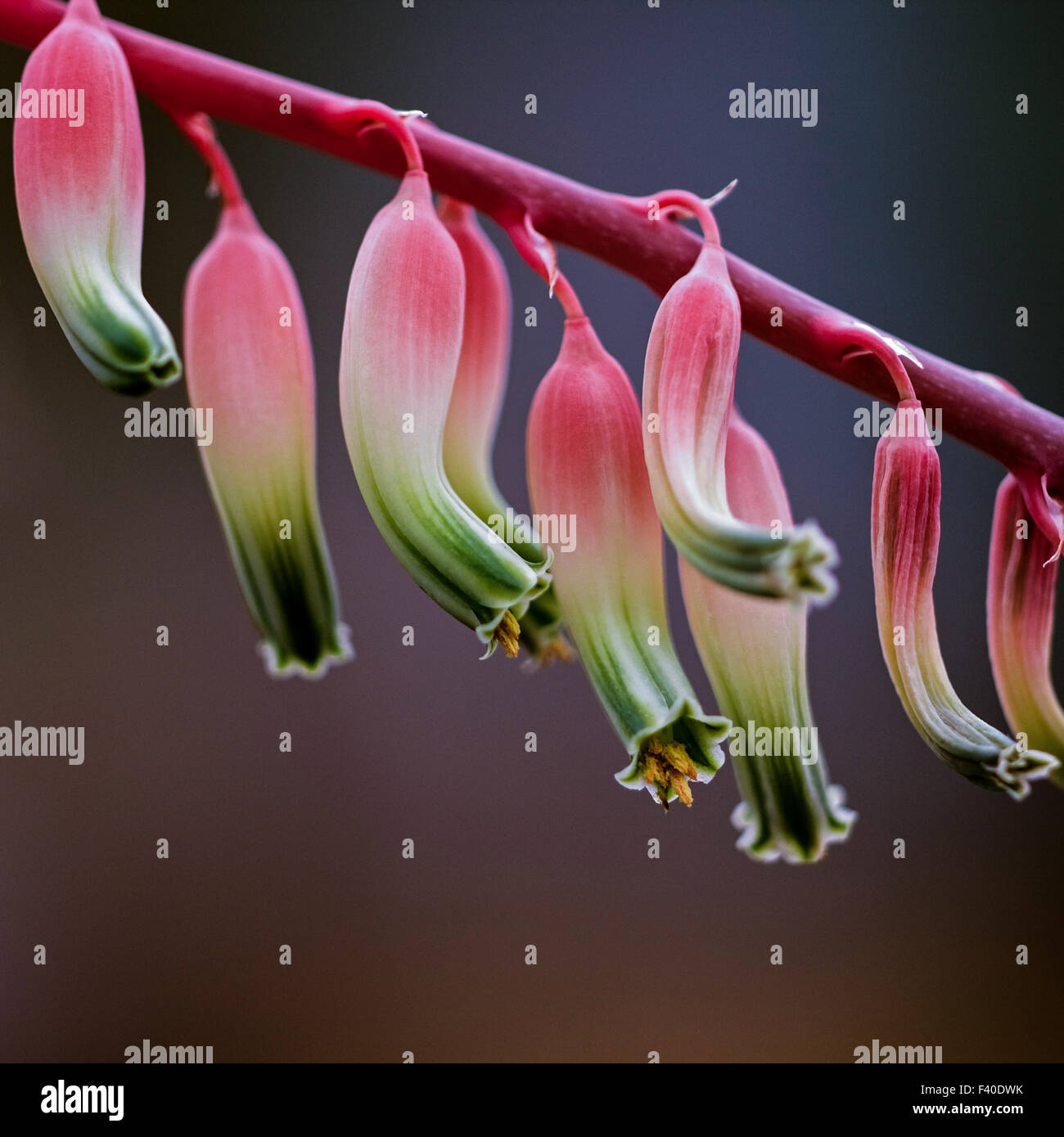 Cactus flower detail hi-res stock photography and images - Alamy