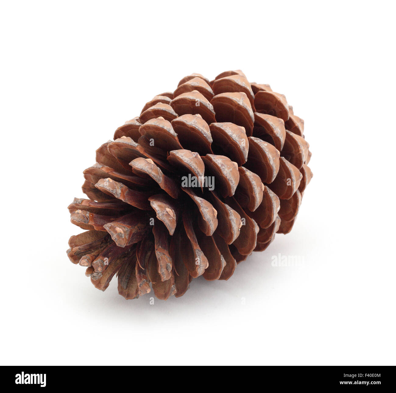 Textured seed cone hi-res stock photography and images - Alamy
