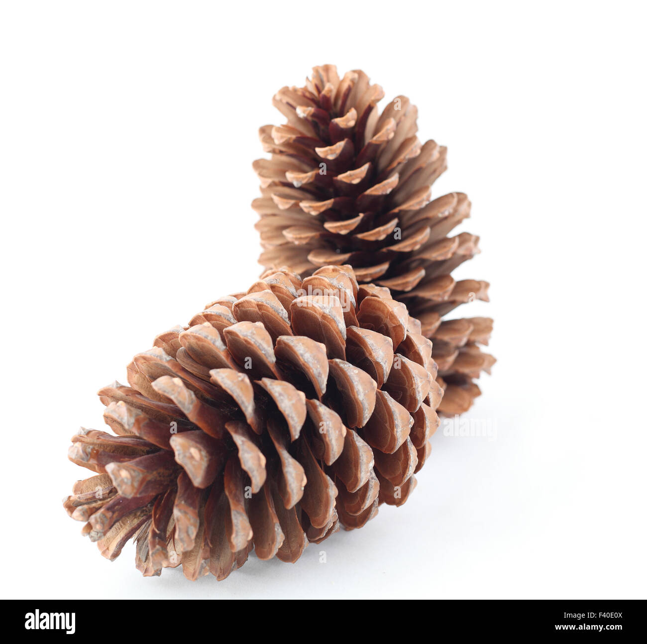 Fir cones close up group hi-res stock photography and images - Alamy