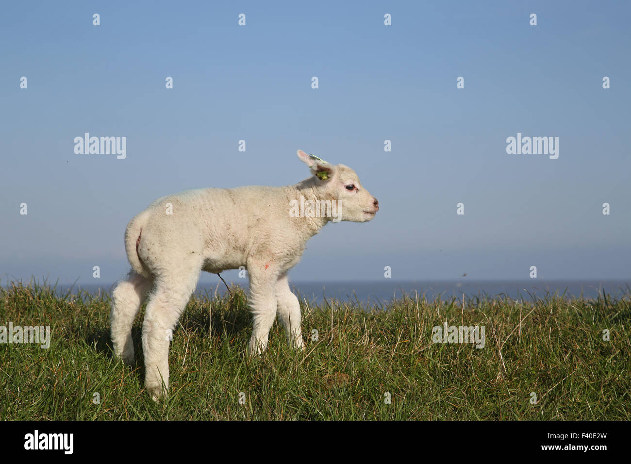 Blue texel lamb hi-res stock photography and images - Alamy