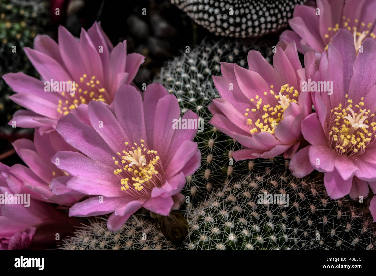 Kaktus flower hi-res stock photography and images - Alamy