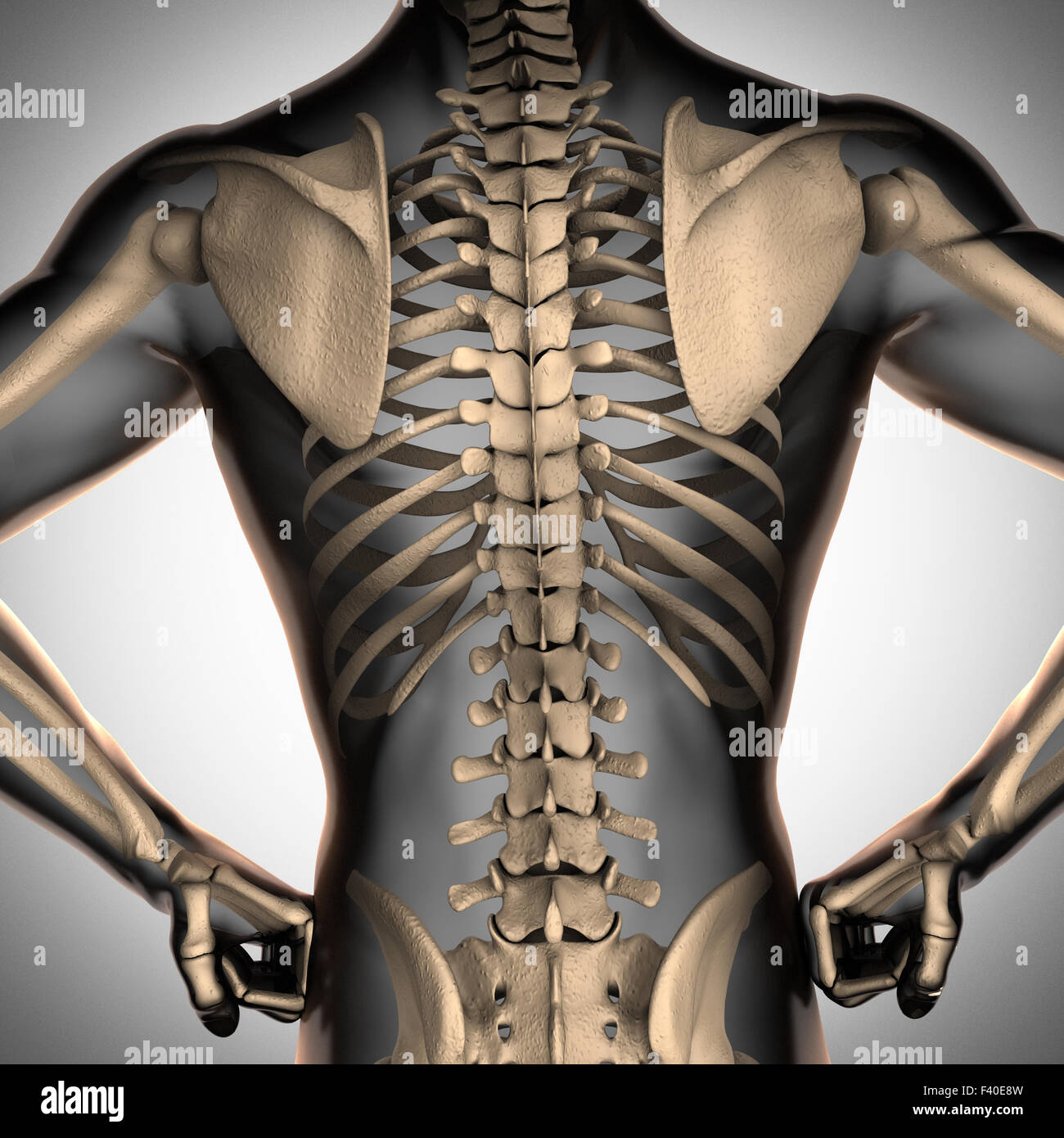 human radiography scan with bones Stock Photo - Alamy