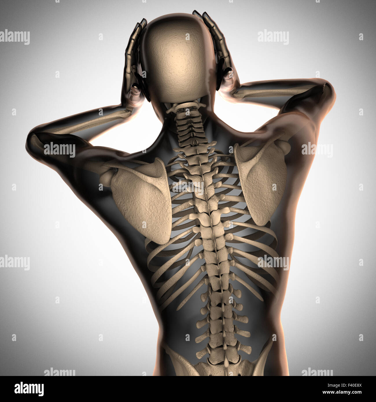 human radiography scan with bones Stock Photo - Alamy